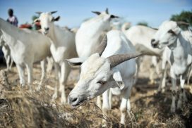 Somali Goat - Breed Profile - Goat Journal